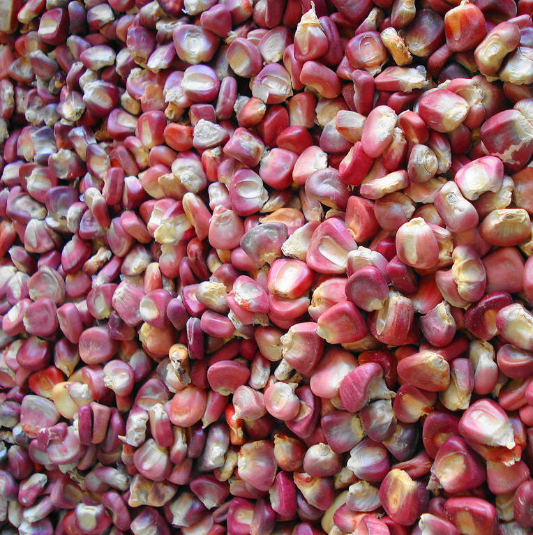 Native Pink Posolé (Nixtalamized!) – Squash Blossom WHOLESALE